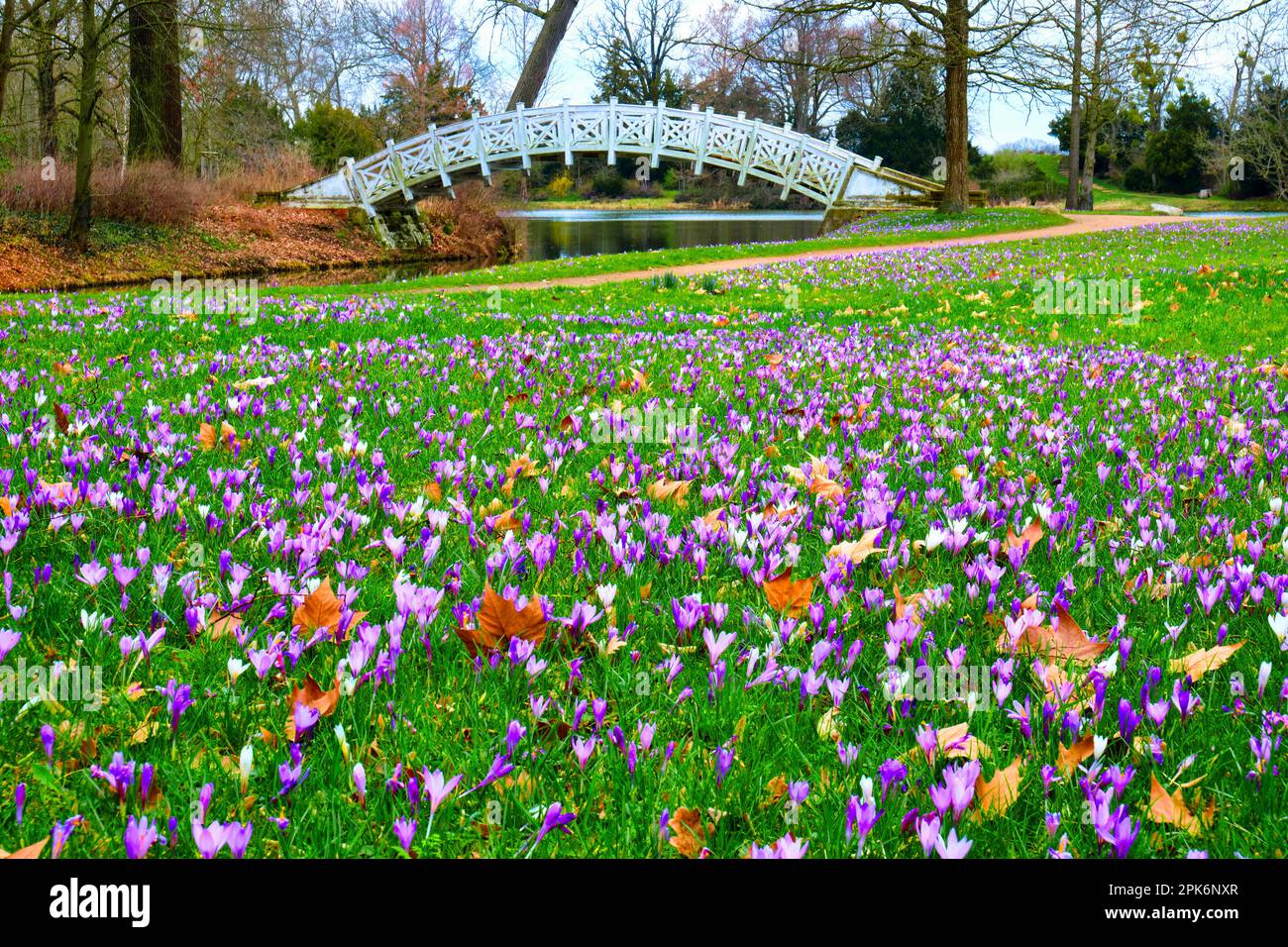 Crocus meadow, White Bridge, Woerlitz Park, UNESCO World Heritage ...