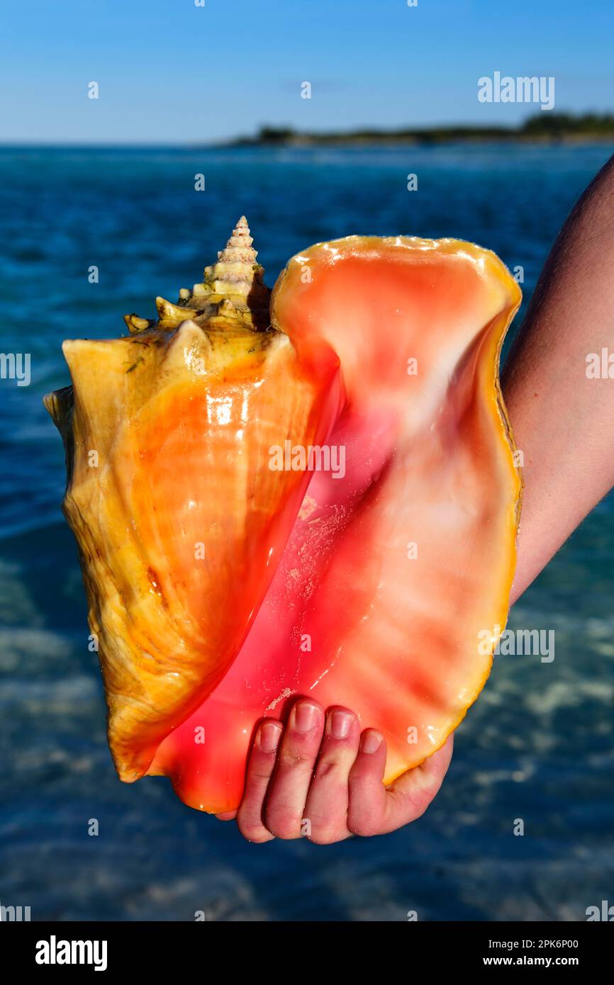 Conch Shell on Shroud Cay, Exuma Cays, Bahamas Stock Photo - Alamy