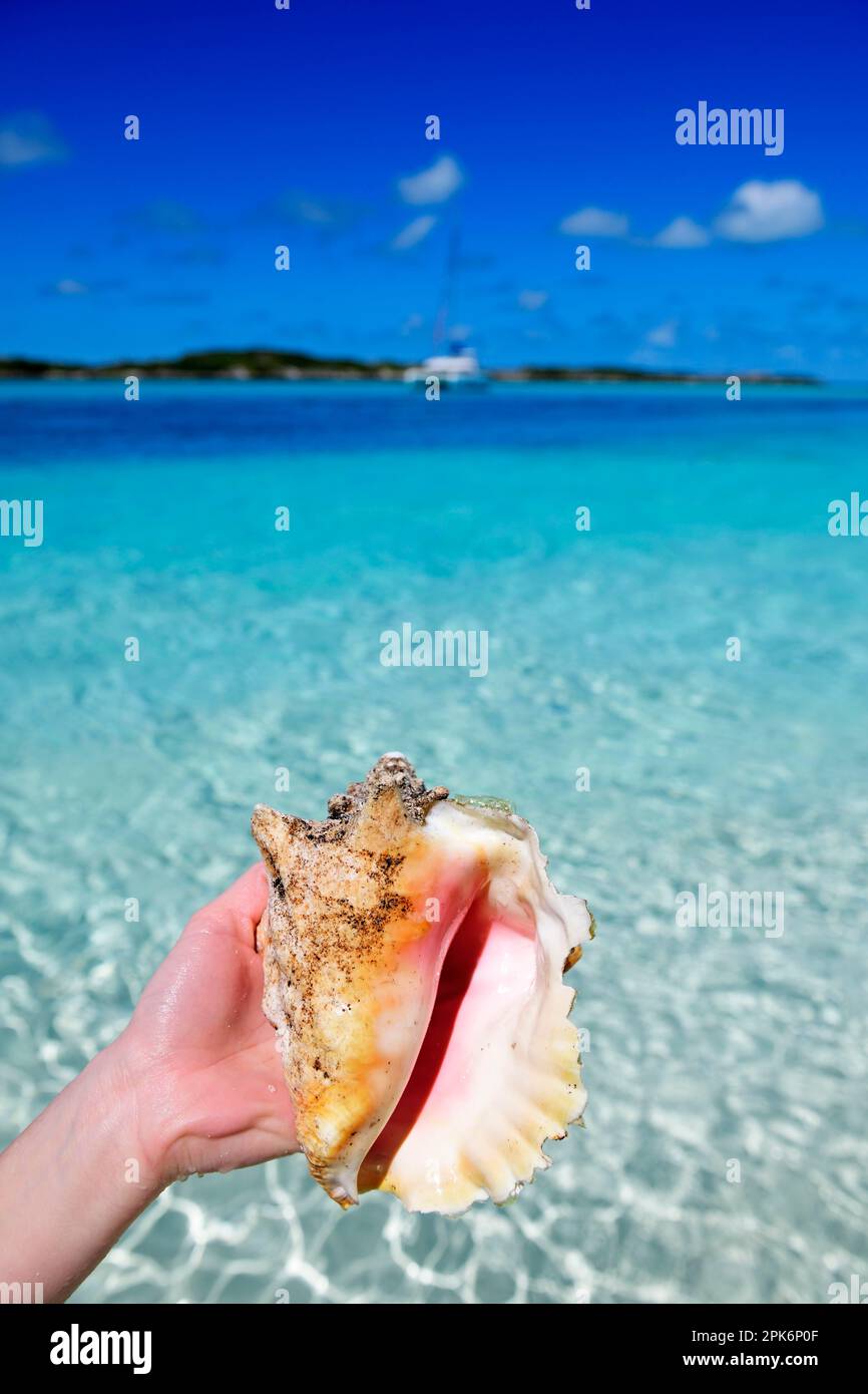 Conch Shell on Shroud Cay, Exuma Cays, Bahamas Stock Photo - Alamy