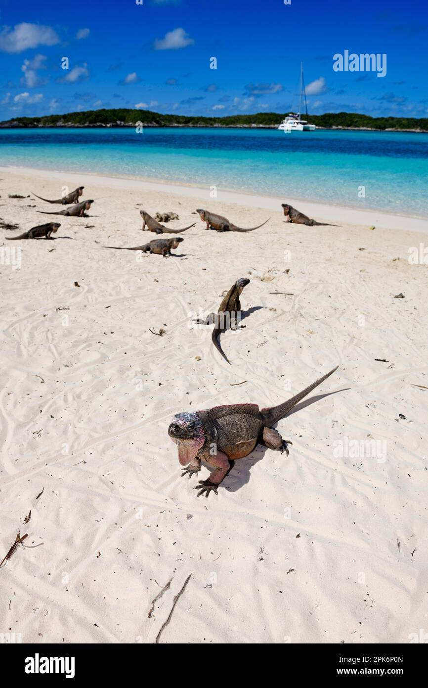 Rock Iguanas (Cyclura cychlura inornata) on Allens Cay, Exuma Cays ...