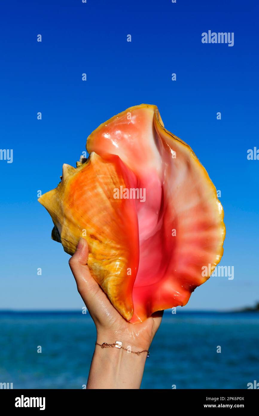 Conch Shell on Shroud Cay, Exuma Cays, Bahamas Stock Photo - Alamy