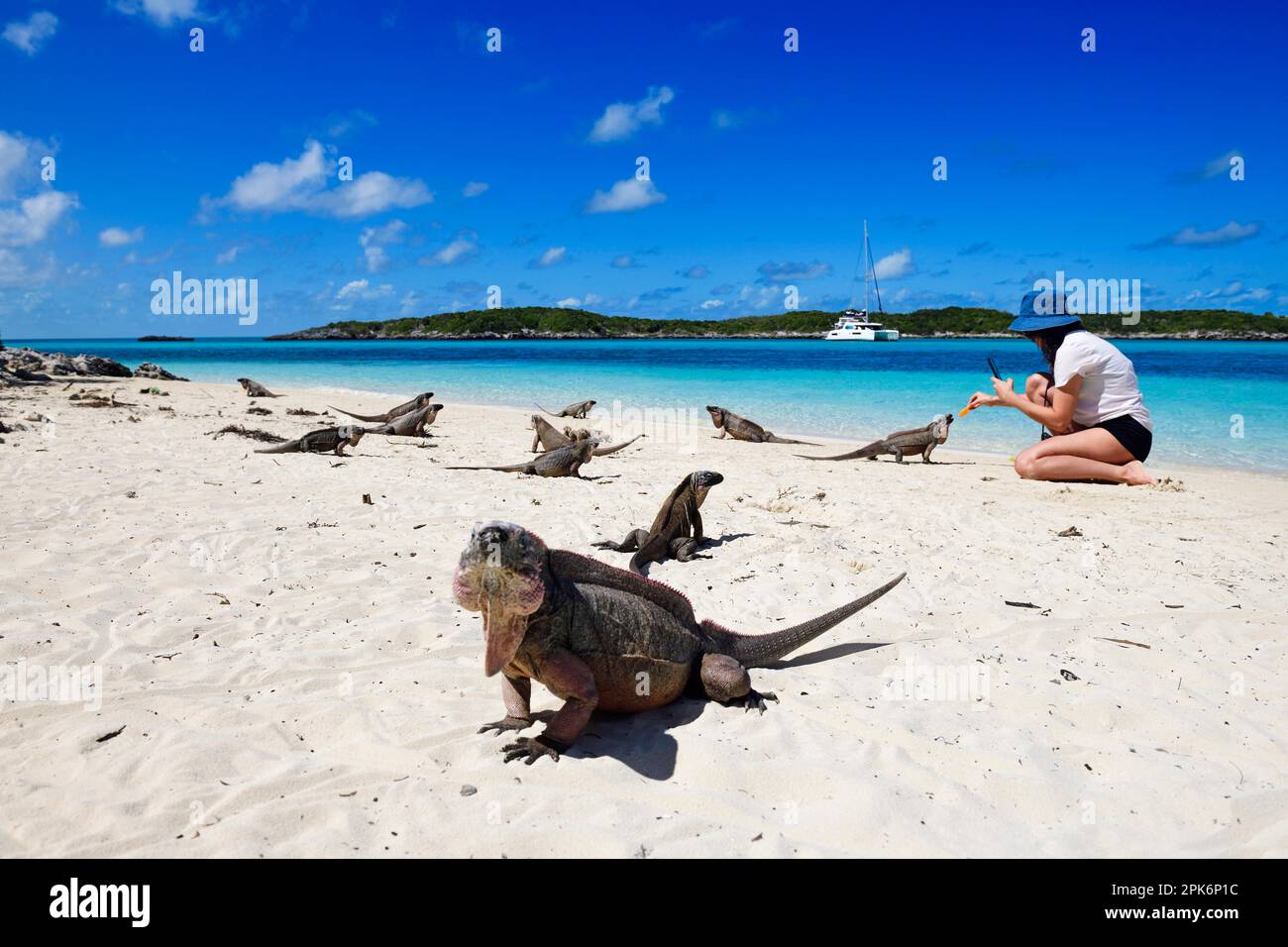 Young woman feeding rock iguanas (Cyclura cychlura inornata) on Allens ...
