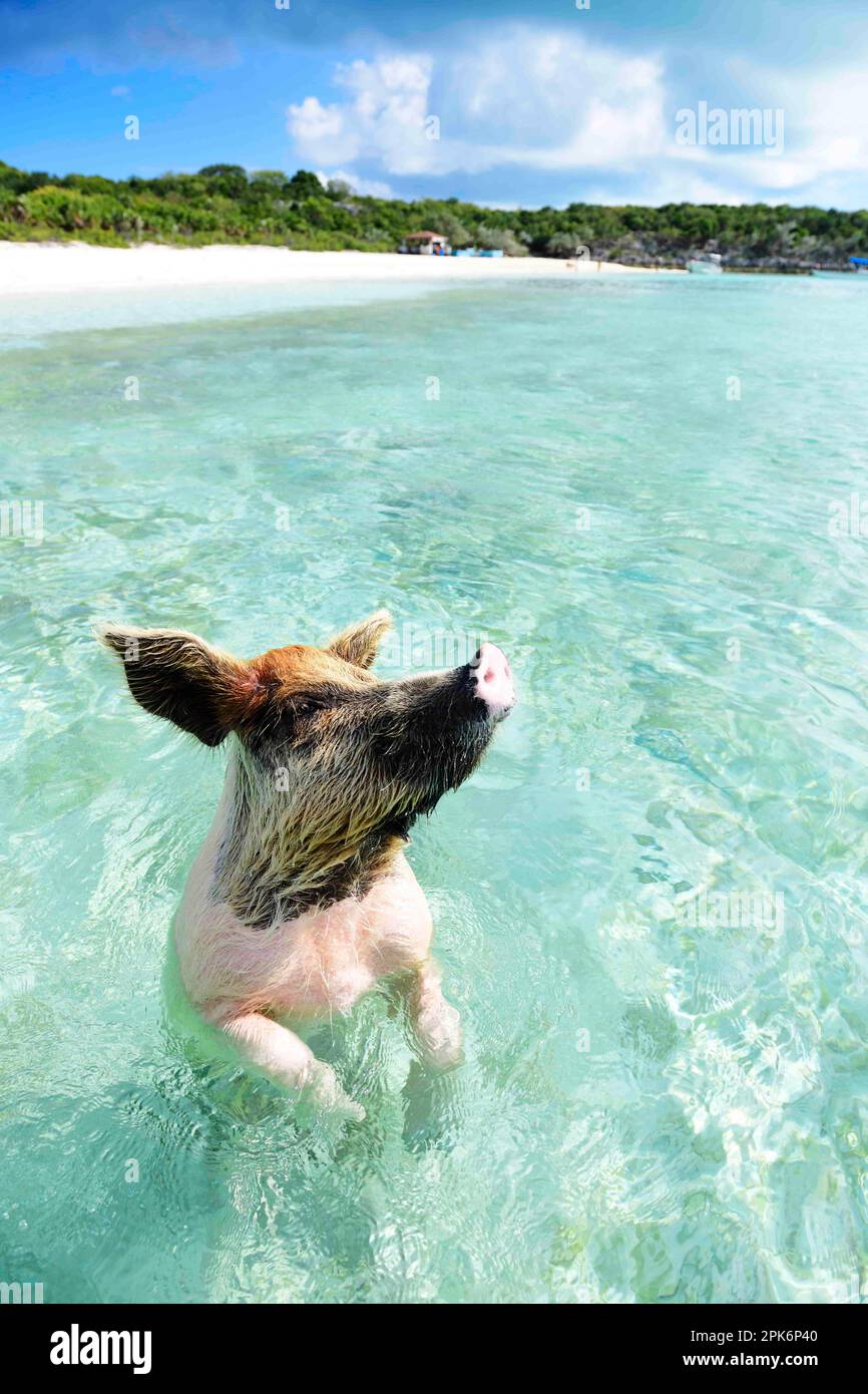 Swimming Pig, Big Major Cay, Exuma Cays, Bahamas Stock Photo - Alamy