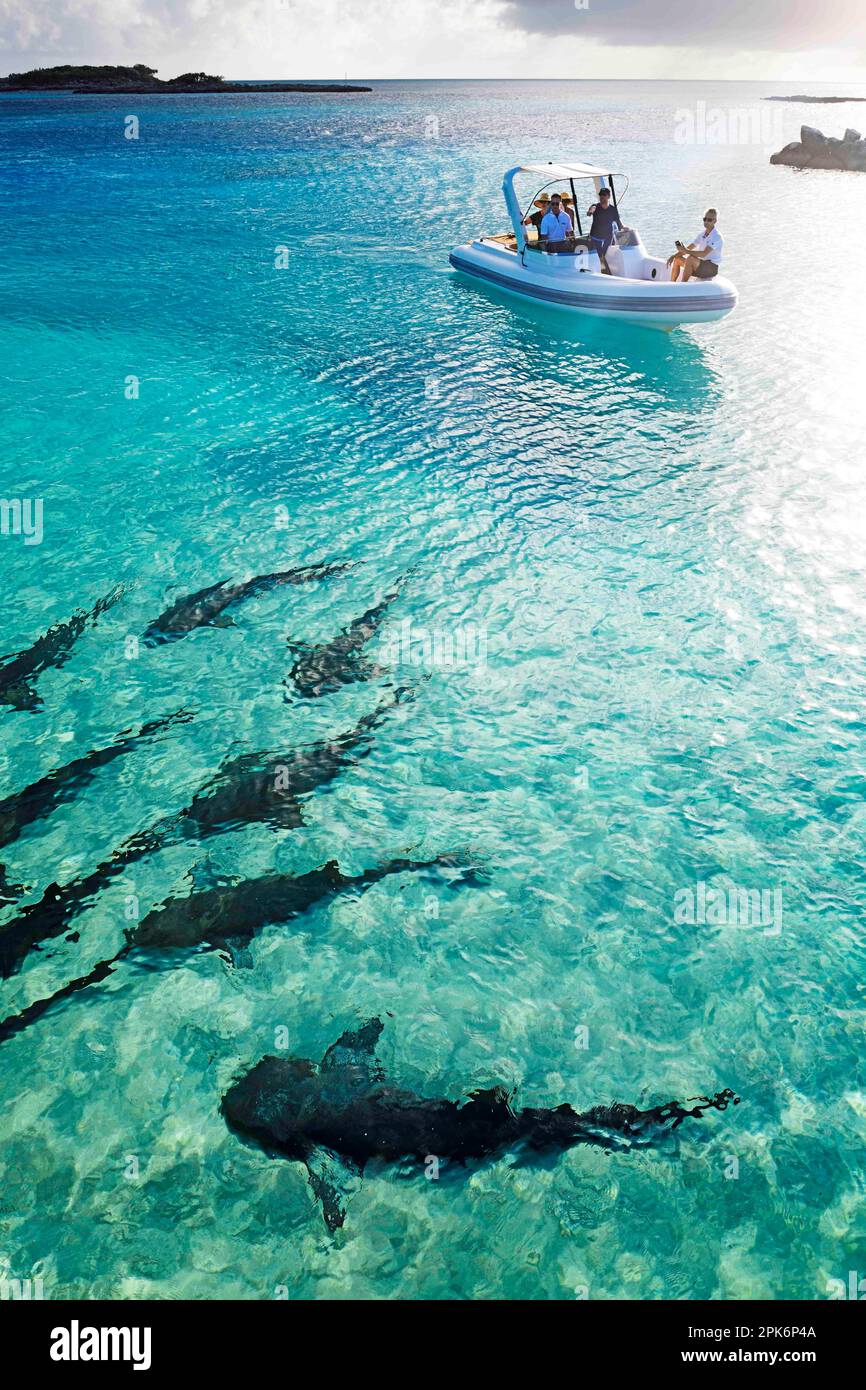Tourists in a dinghy watch nurse sharks at Highbourne Cay Marina, Exuma ...