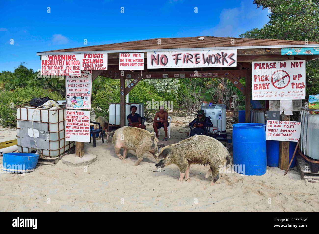 Floating Pig Station, Big Major Cay, Exuma Cays, Bahamas Stock Photo ...
