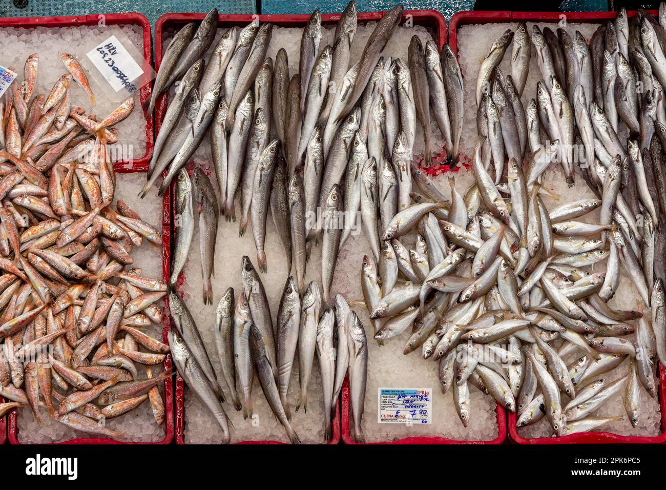 Various fish (sardine) (tuna) (squid) (octopus) (gilthead) (shark ...