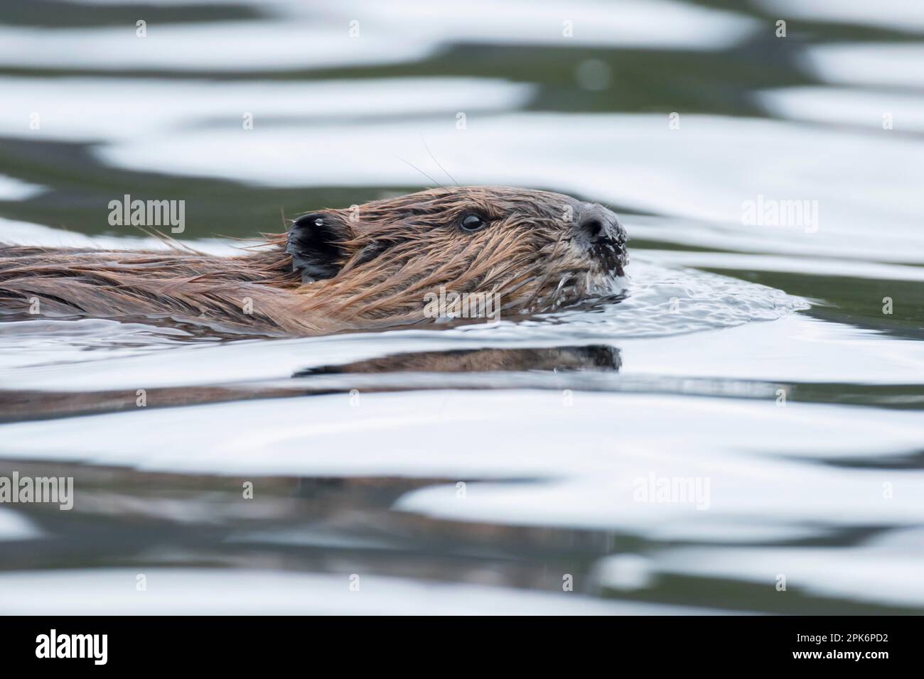 North American beaver (Castor canadensis), Forillon National Park ...
