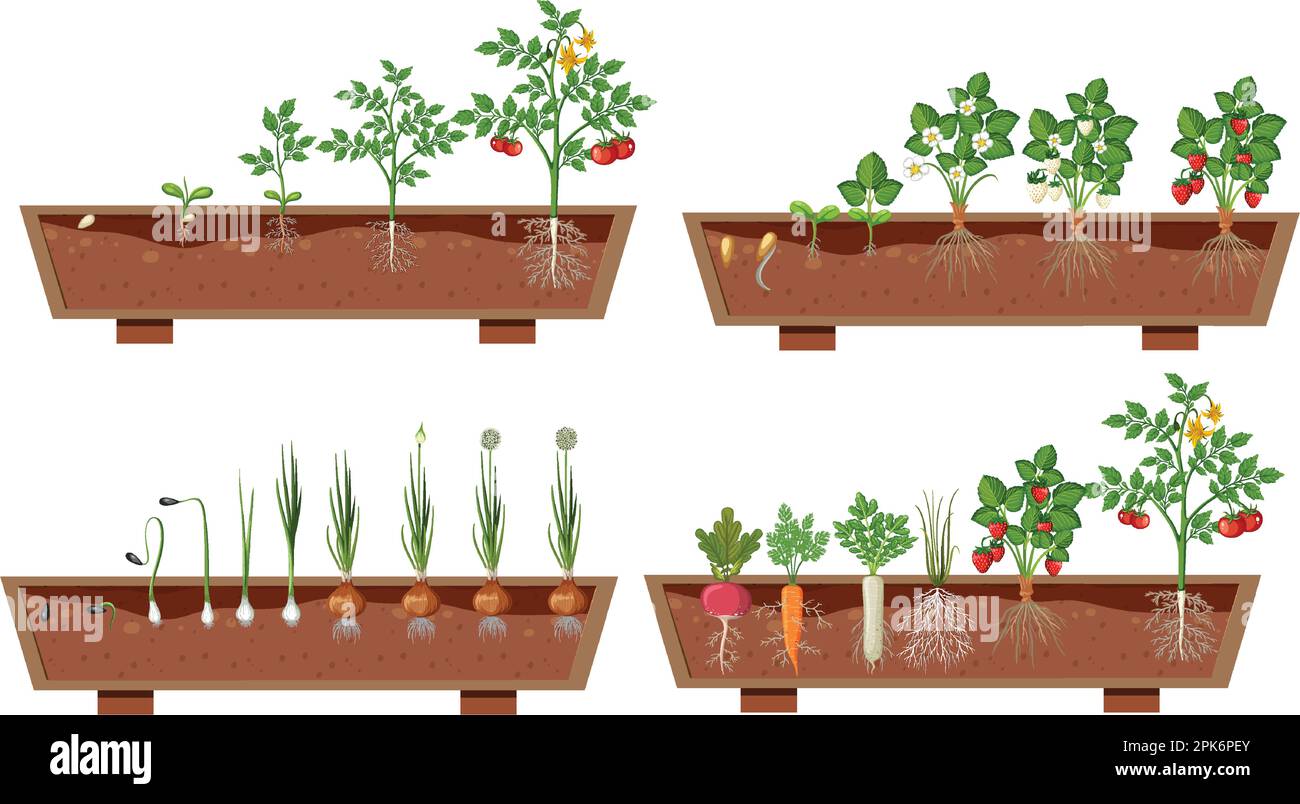 Set of different plant roots growing in soil illustration Stock Vector ...