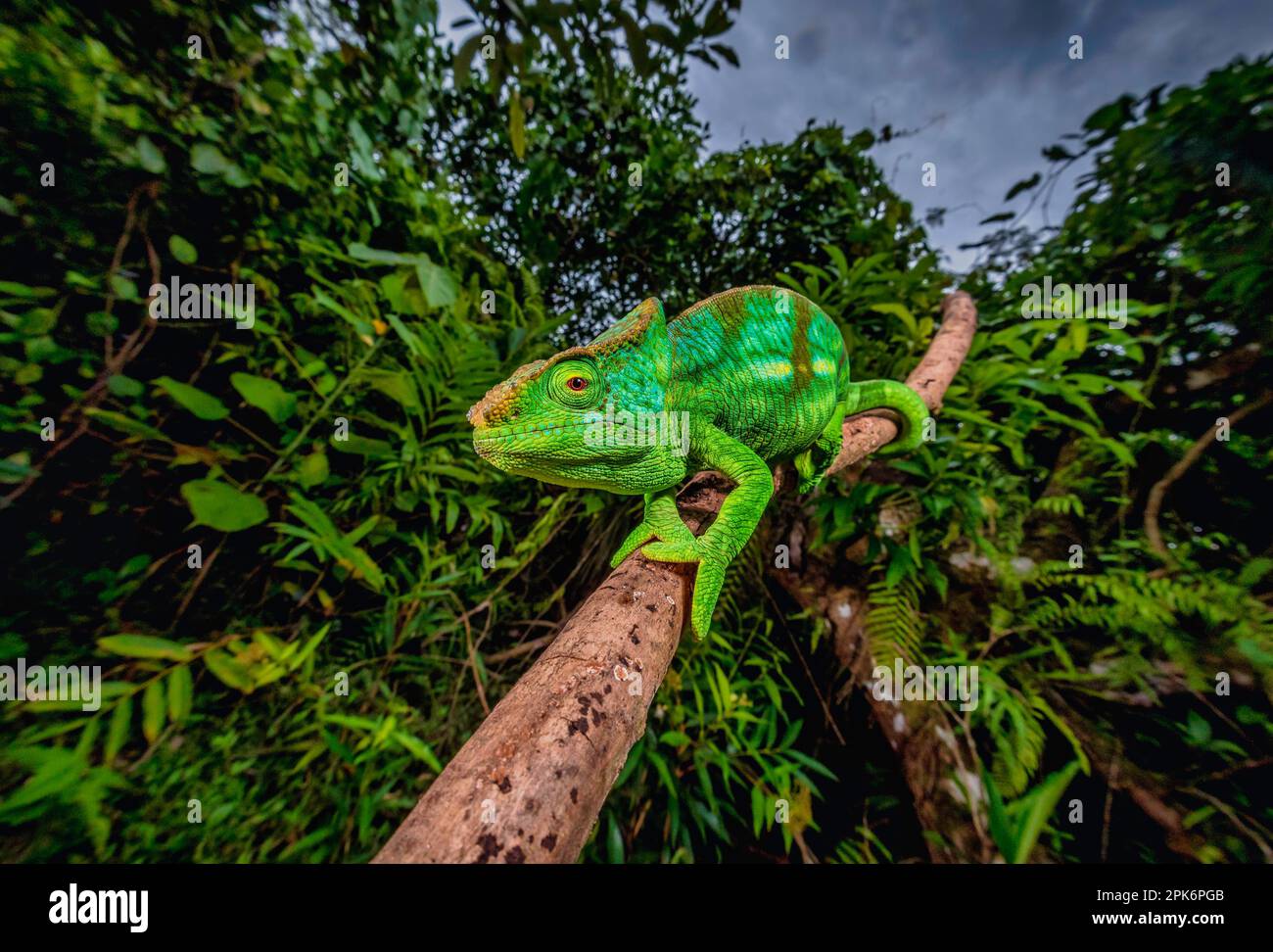 A semi-adult male parson chameleon (Calumma parsonii parsonii) of the ...