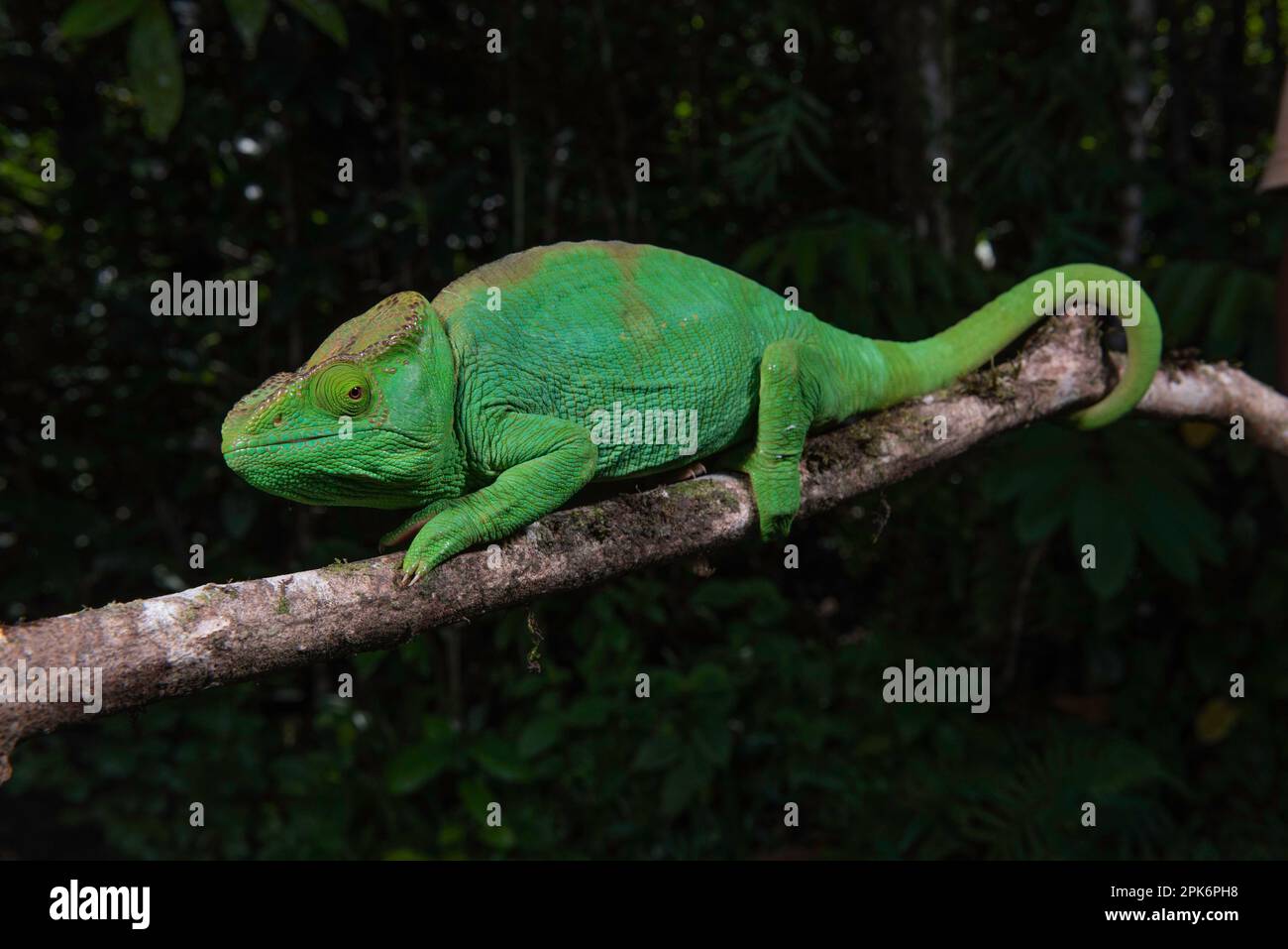 An adult female Parsons chameleon (Calumma parsonii parsonii) of the ...