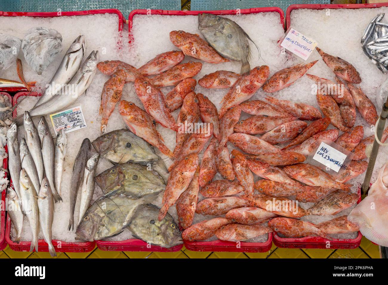 Various fish (sardine) (tuna) (squid) (octopus) (gilthead) (shark ...