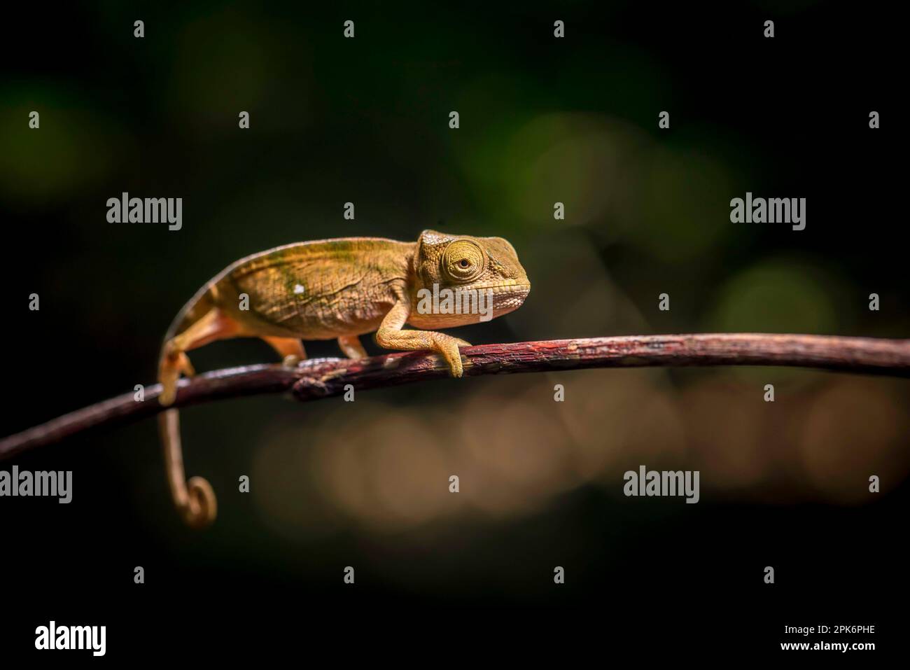 A juvenile parson chameleon (Calumma parsonii parsonii) of the green ...