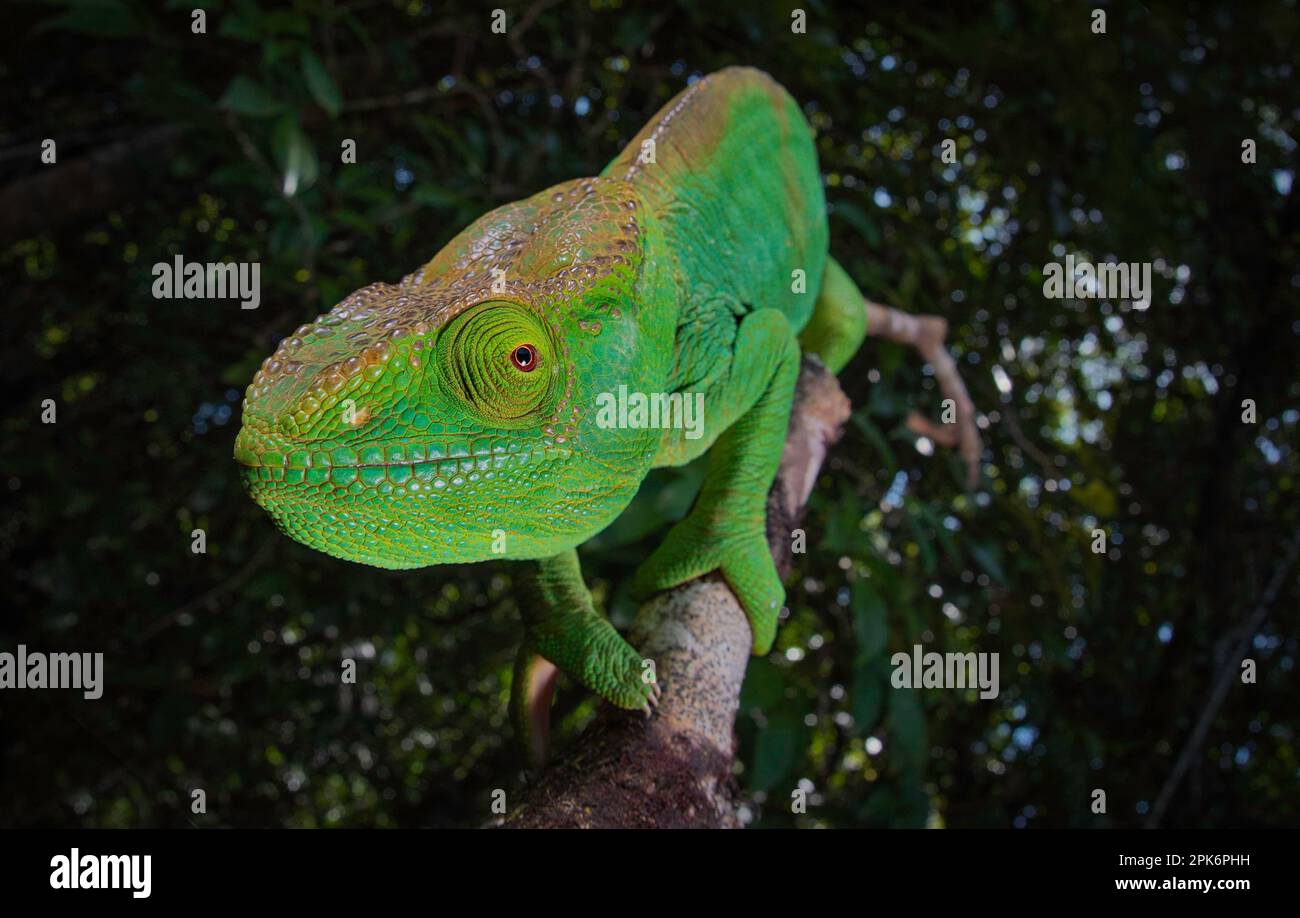 An adult female Parsons chameleon (Calumma parsonii parsonii) of the ...