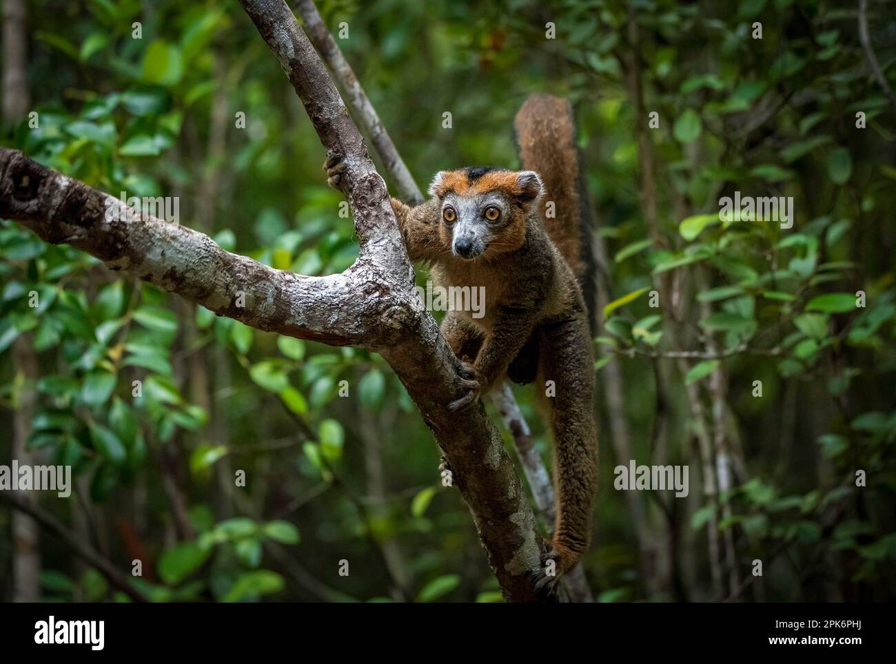 A male crowned lemur (Eulemur coronatus) in the dry forests of northern ...