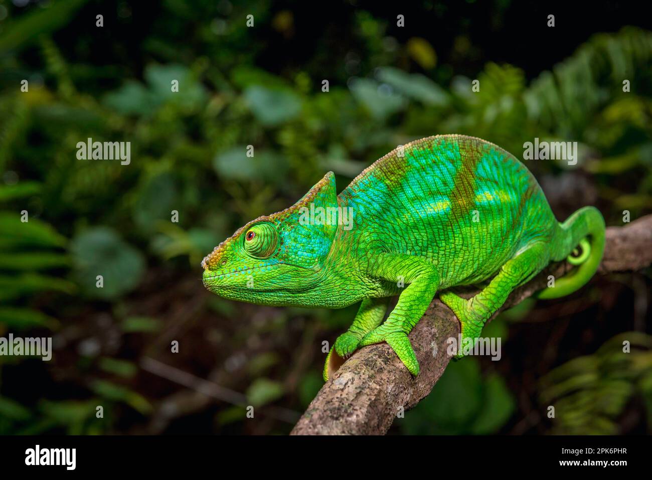 A semi-adult male parson chameleon (Calumma parsonii parsonii) of the ...