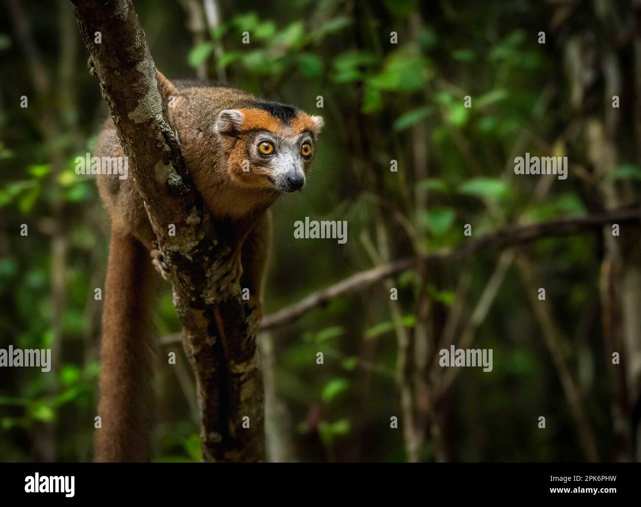 A male crowned lemur (Eulemur coronatus) in the dry forests of northern ...