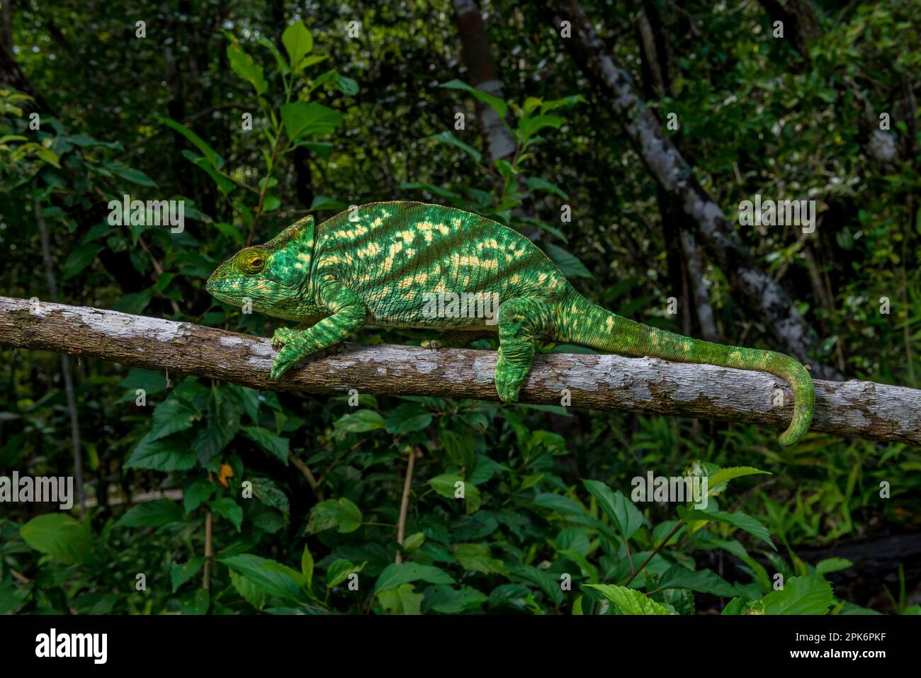 An adult female Parsons chameleon (Calumma parsonii parsonii) of the ...