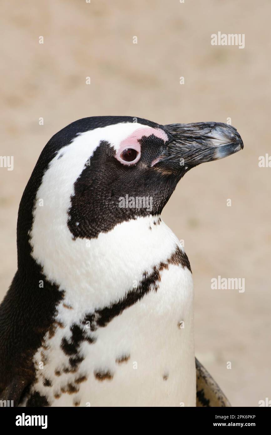 Penguin look camera hi-res stock photography and images - Alamy