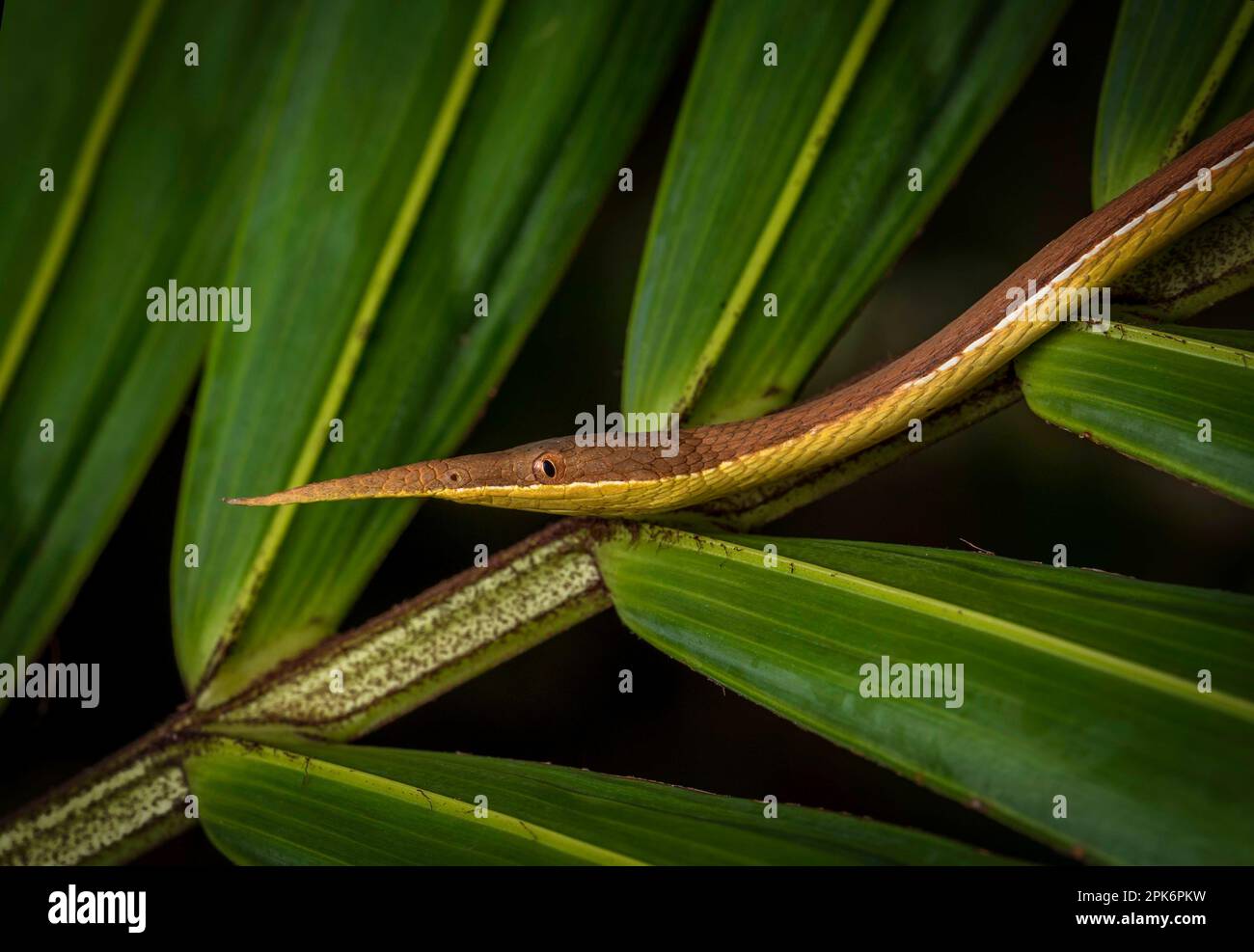 A madagascar leaf-nosed snake (Langaha madagascariensis) in the lowland ...