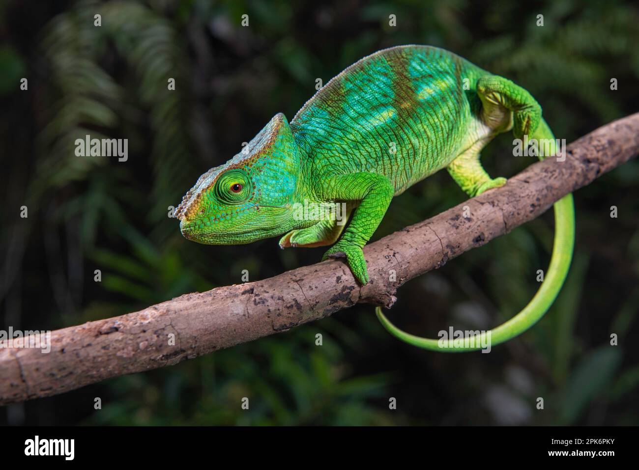 A semi-adult male parson chameleon (Calumma parsonii parsonii) of the ...