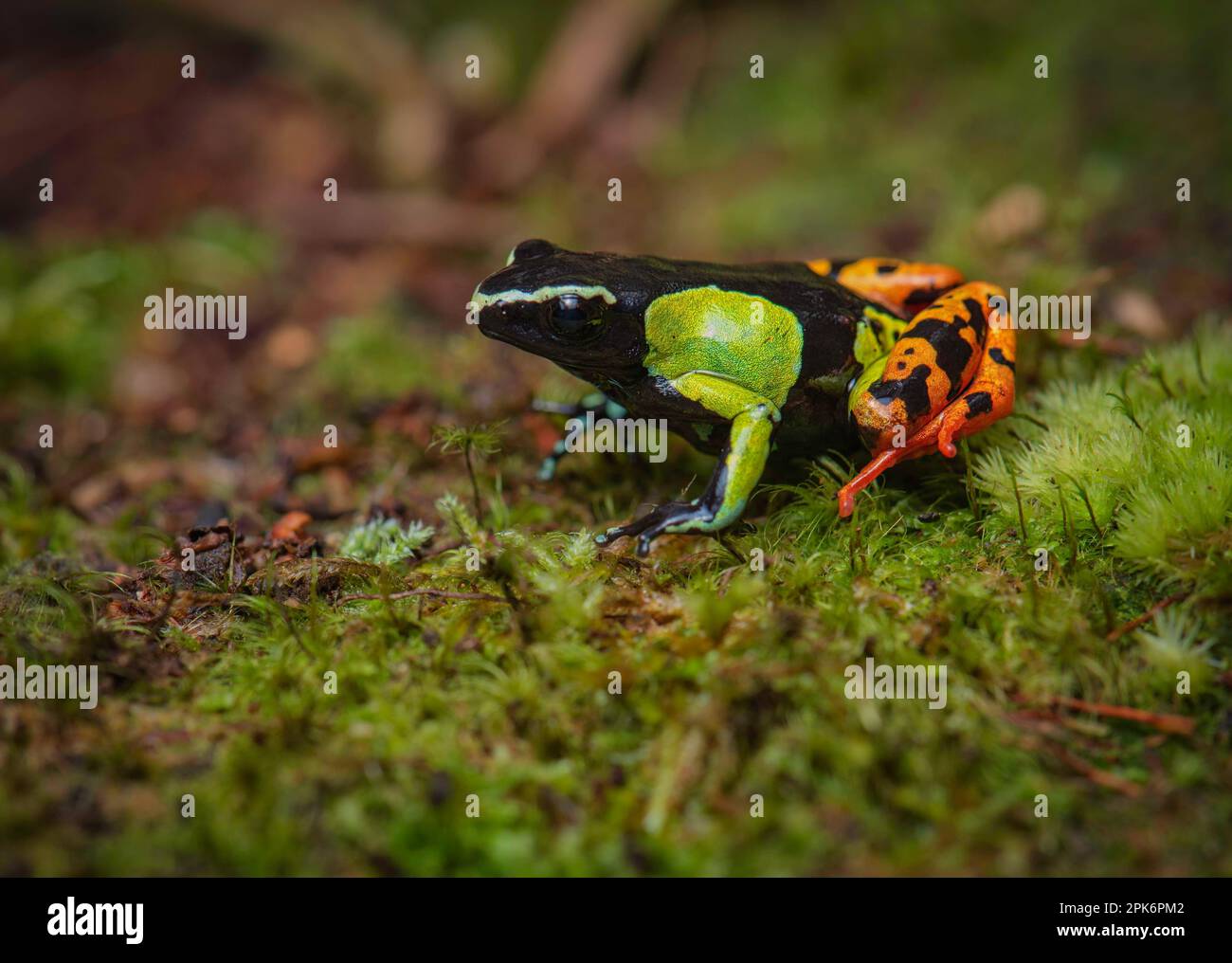A cichlid frog of the genus (Mantella baroni) in the rainforests of the ...