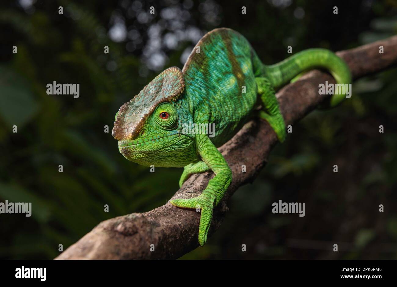 An adult male Parsons chameleon (Calumma parsonii parsonii) of the ...