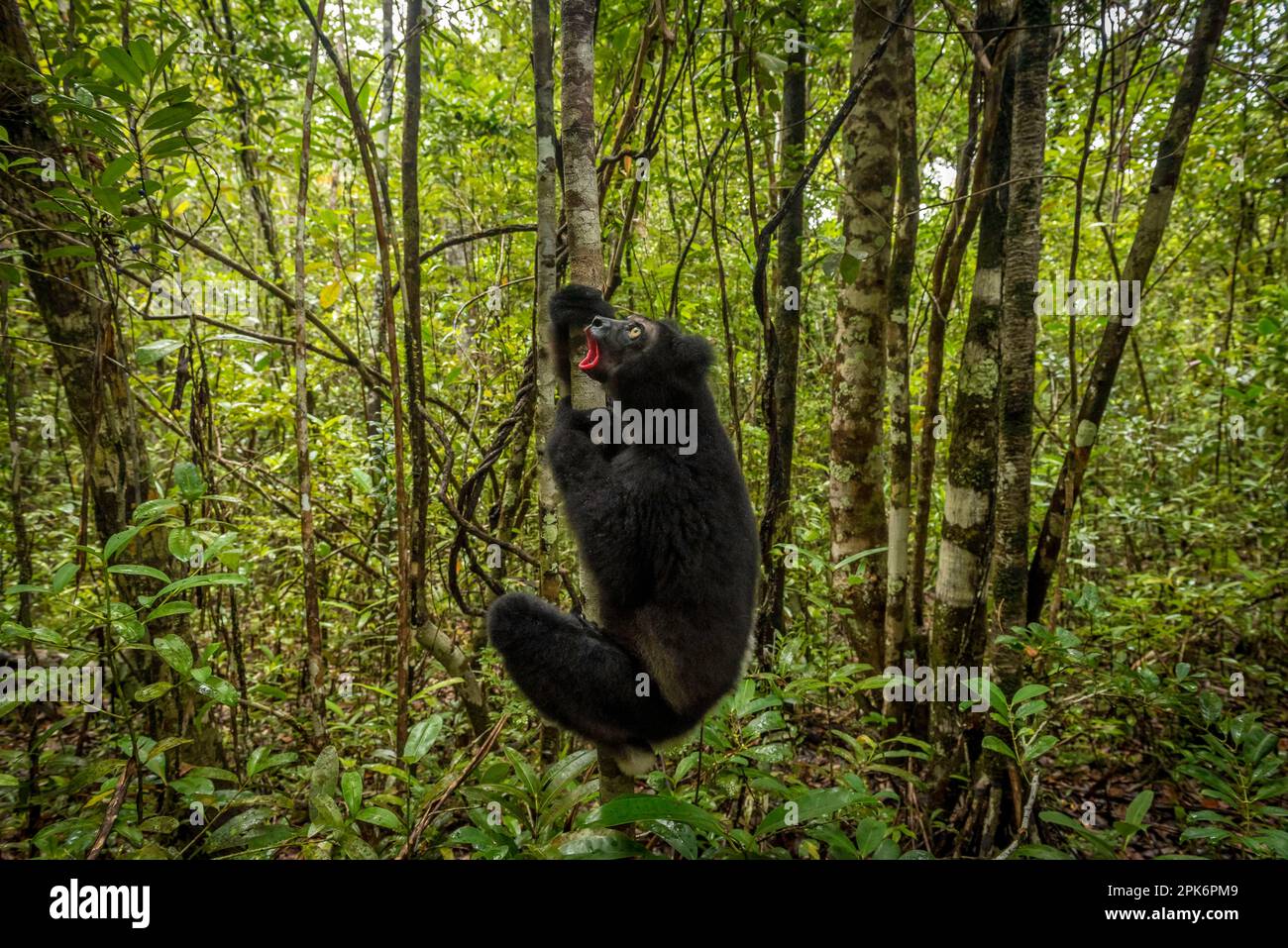 An Indri Lemur in the rainforests of Analamazaotra National Park in ...