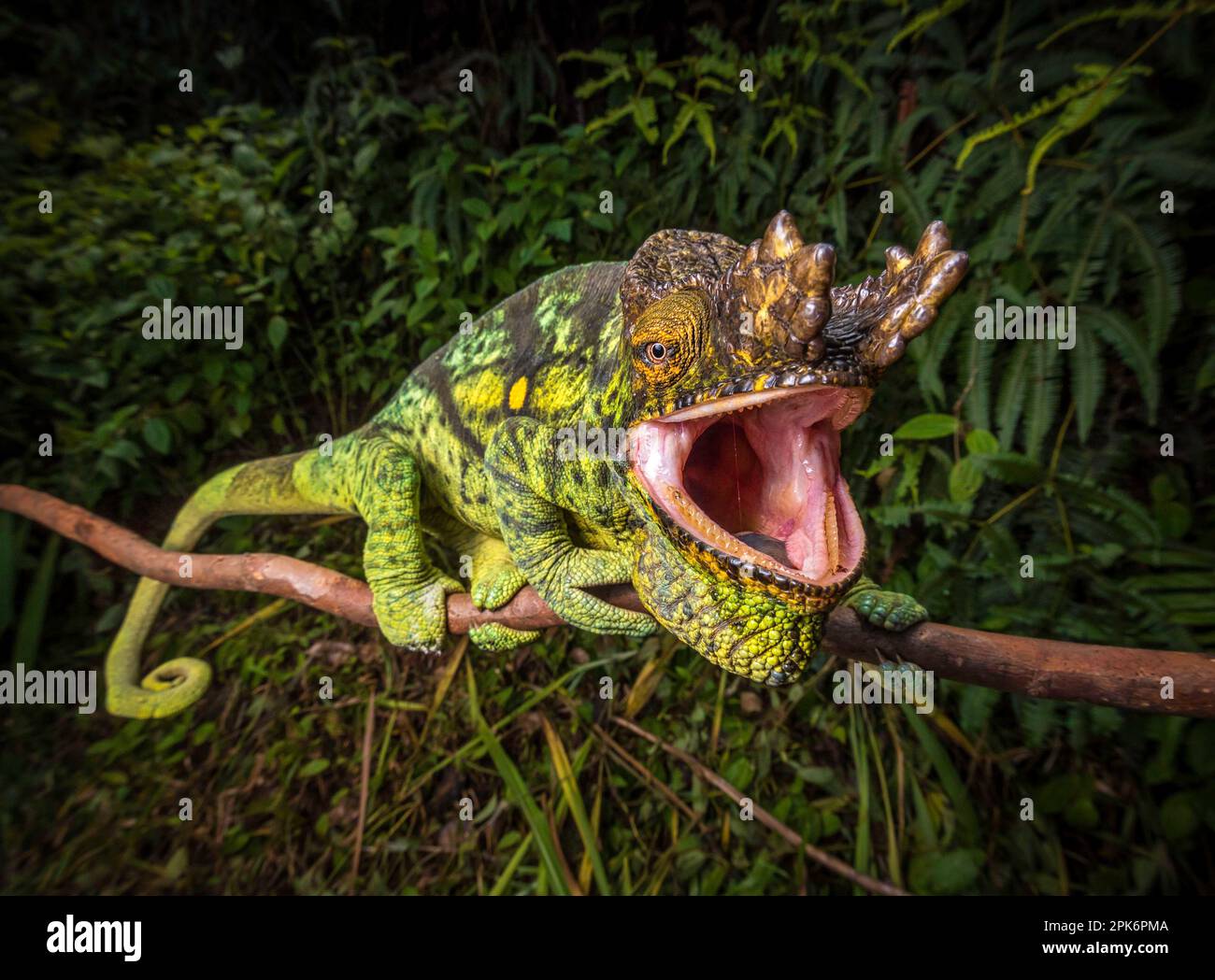 A male parson chameleon (Calumma parsonii parsonii) of the yellow giant ...