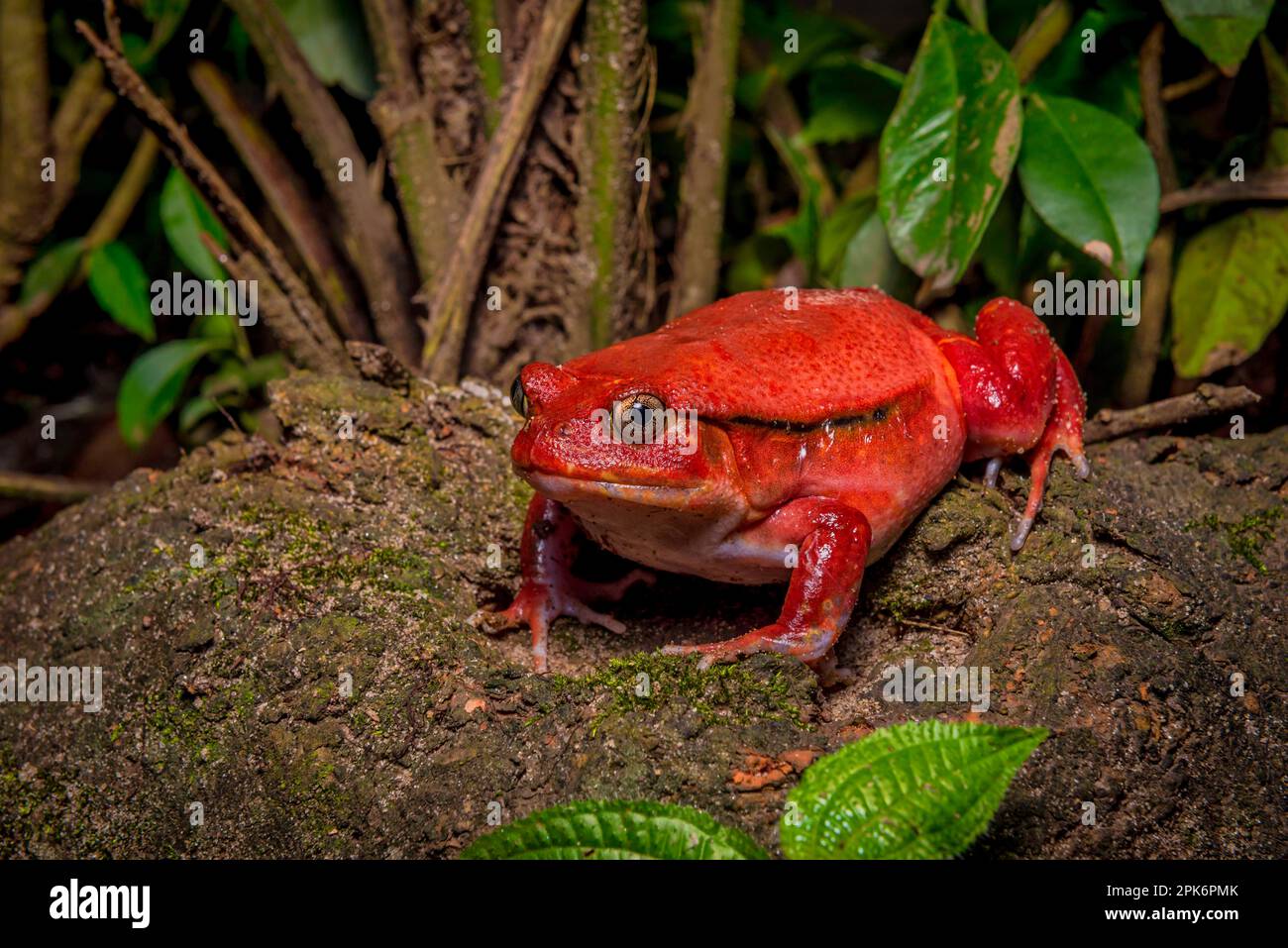 Tomato frog (Discophis antongili) in the waters of Maroantsetra in ...
