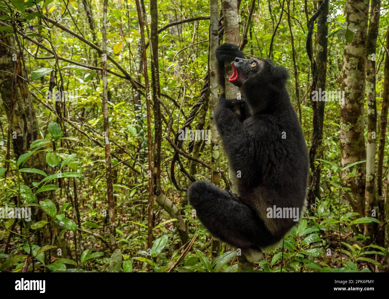 An Indri Lemur in the rainforests of Analamazaotra National Park in ...