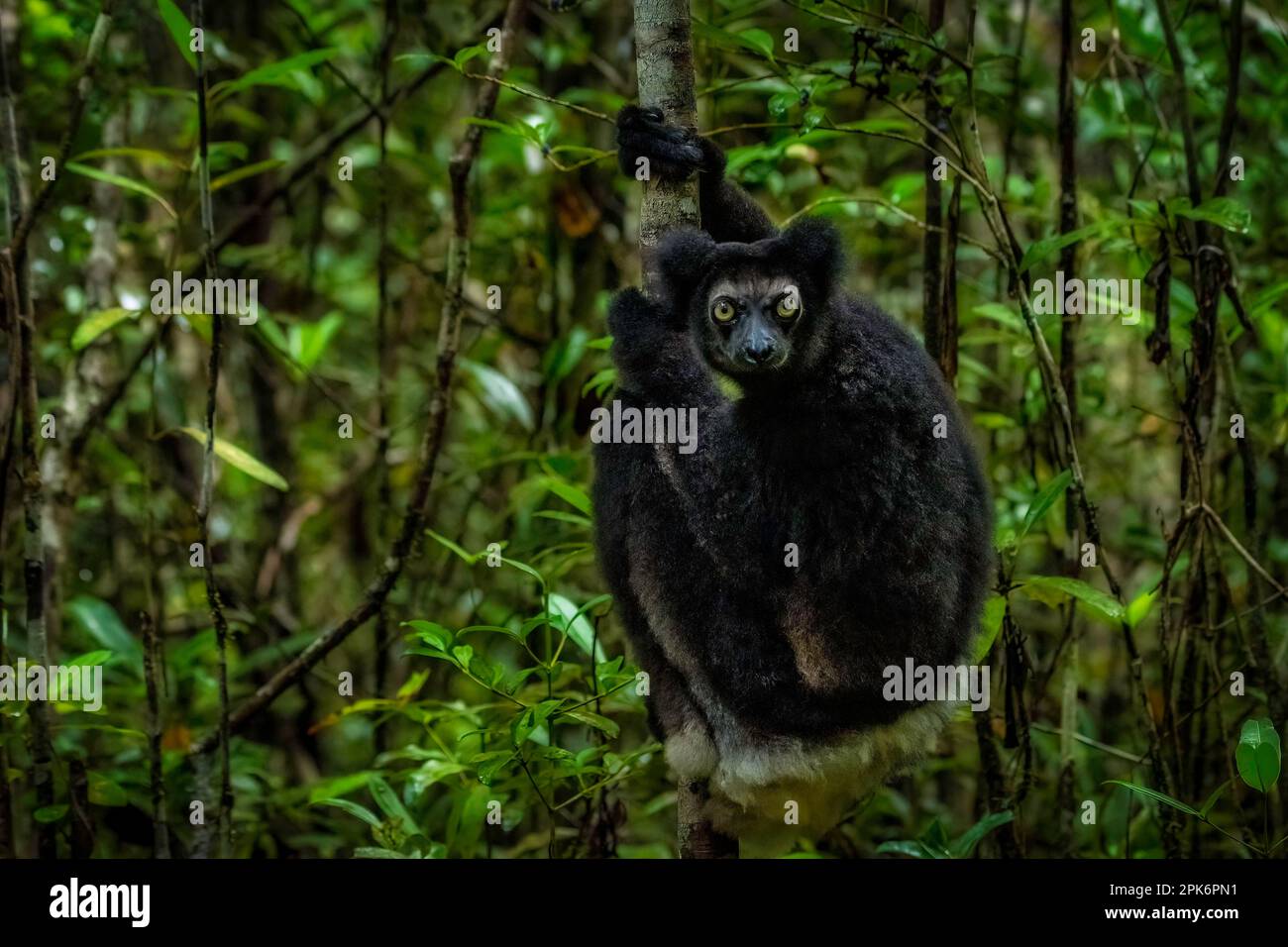 An Indri Lemur in the rainforests of Analamazaotra National Park in ...