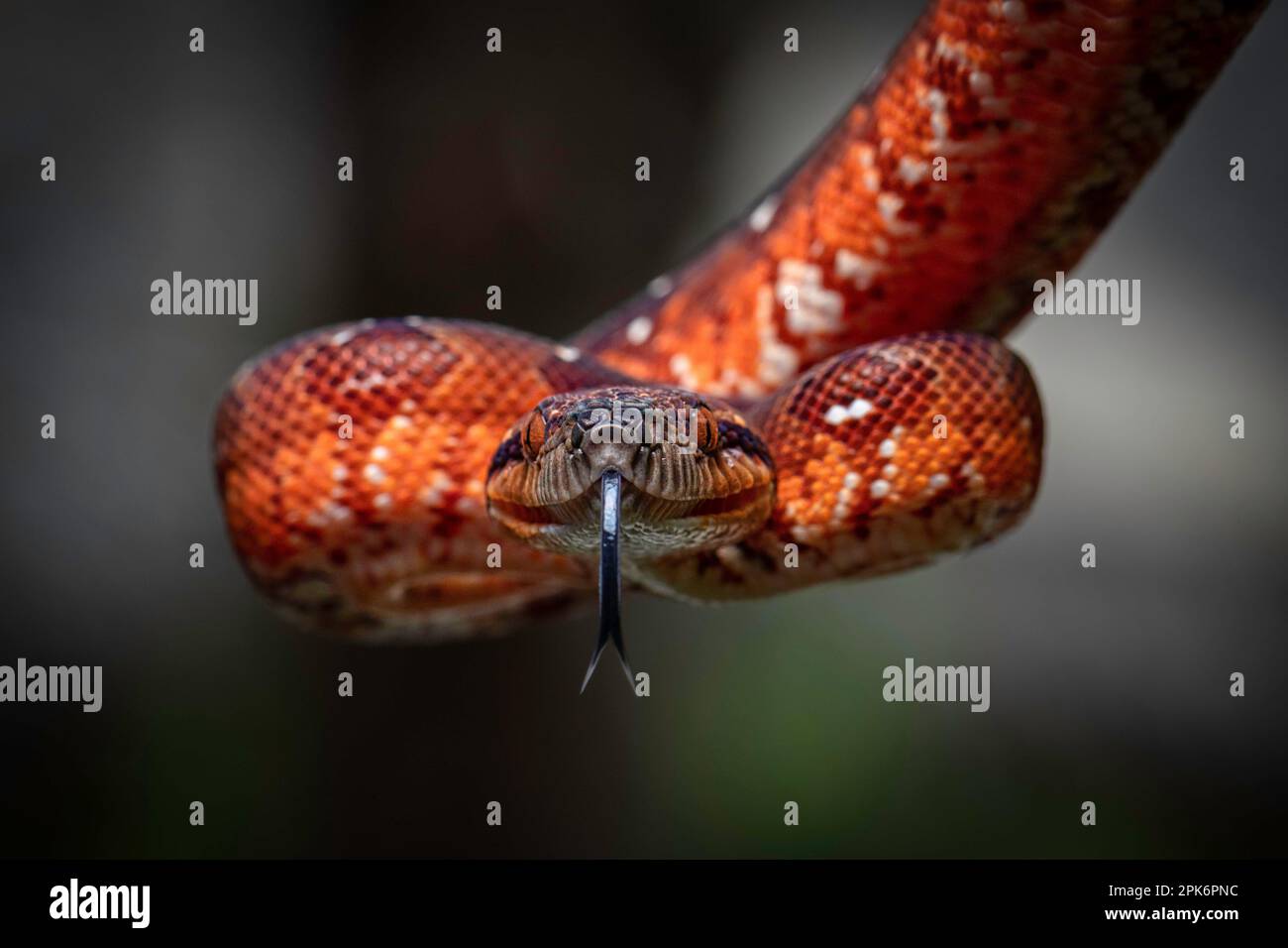 A juvenile Madagascar boa (Sanzinia madagascariensis) in the lowland ...