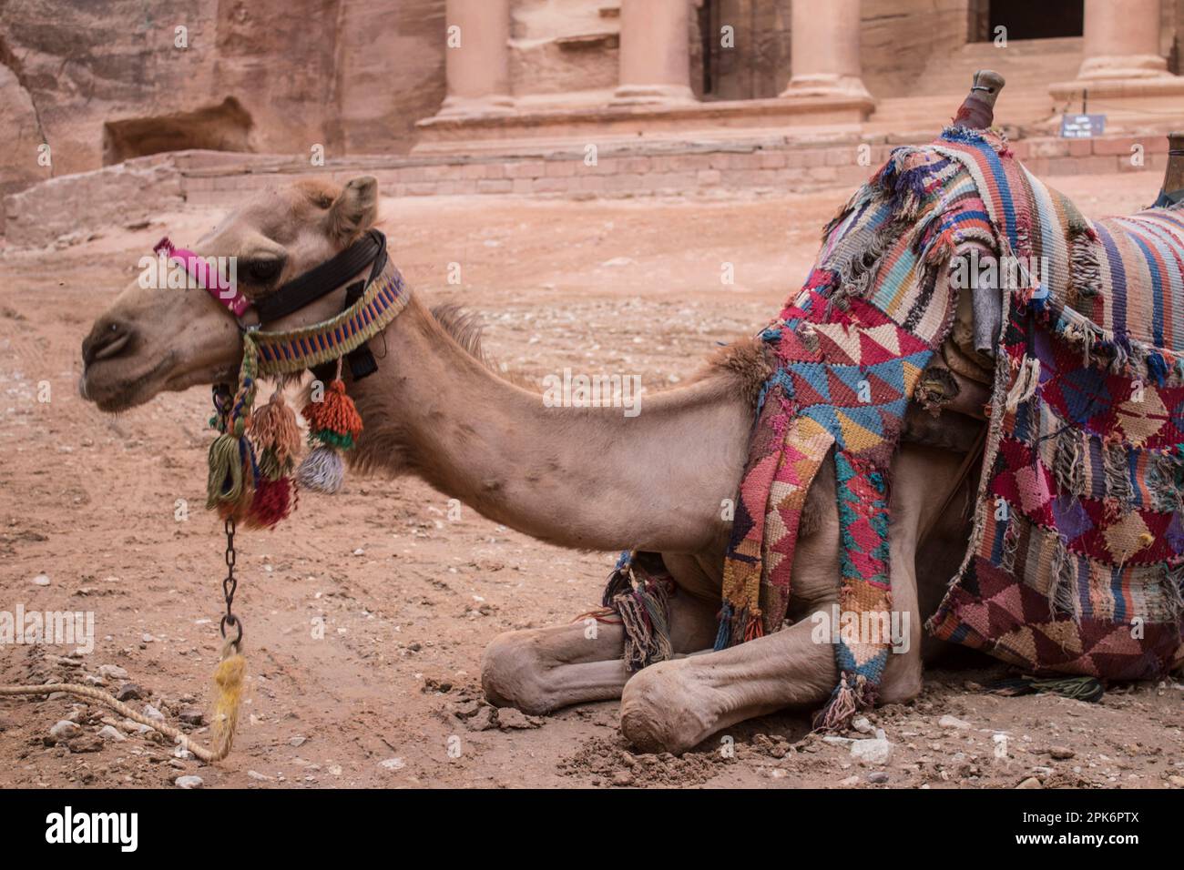 A camel seated at the entrance to the UNESCO listed heritage site of ...