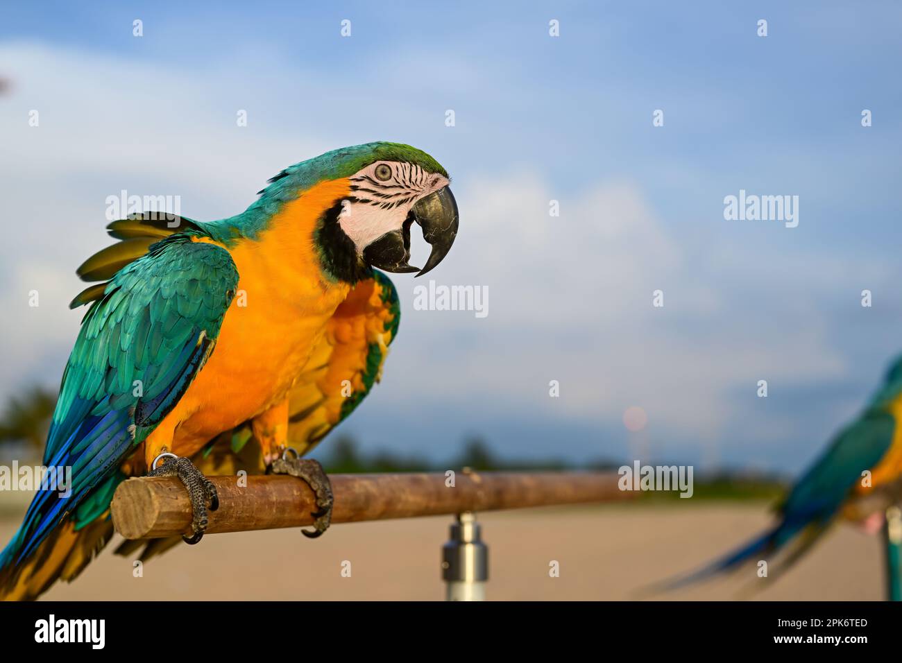 Blue and yellow macaw on beautiful beach Stock Photo - Alamy