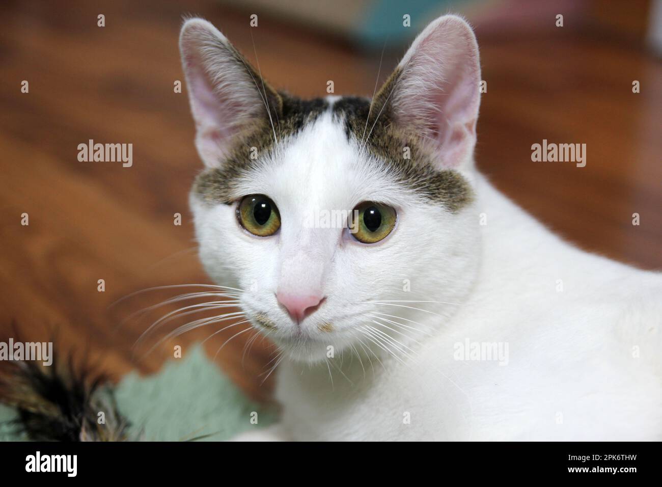 Cat's daily life at home Stock Photo - Alamy