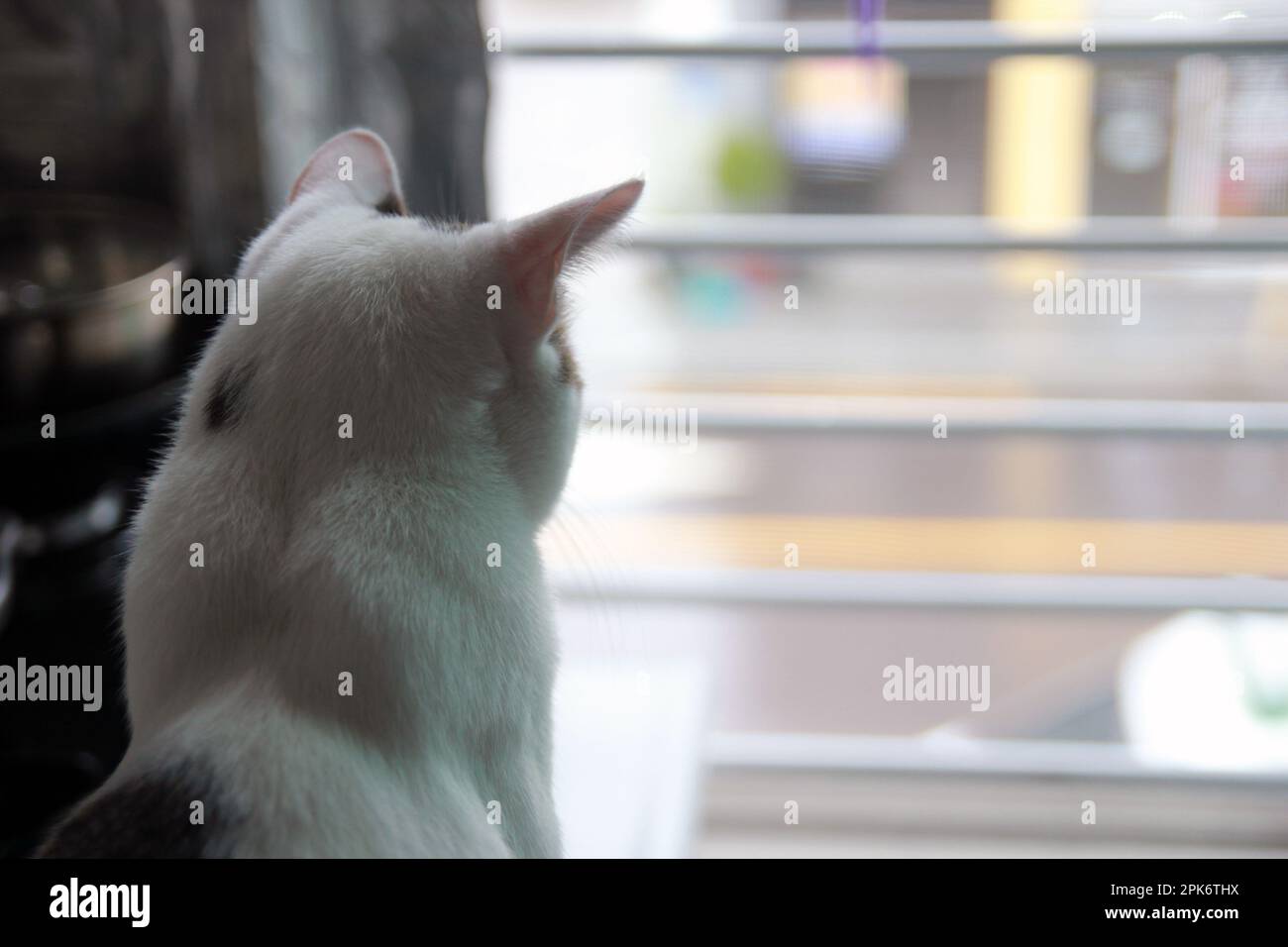 Cat's daily life at home Stock Photo - Alamy
