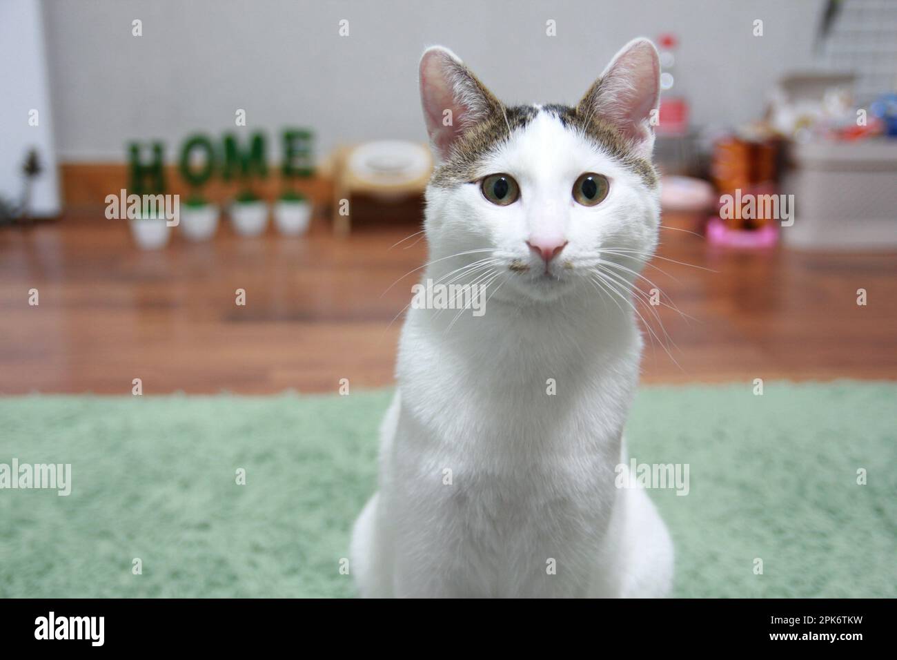 Cat's daily life at home Stock Photo - Alamy