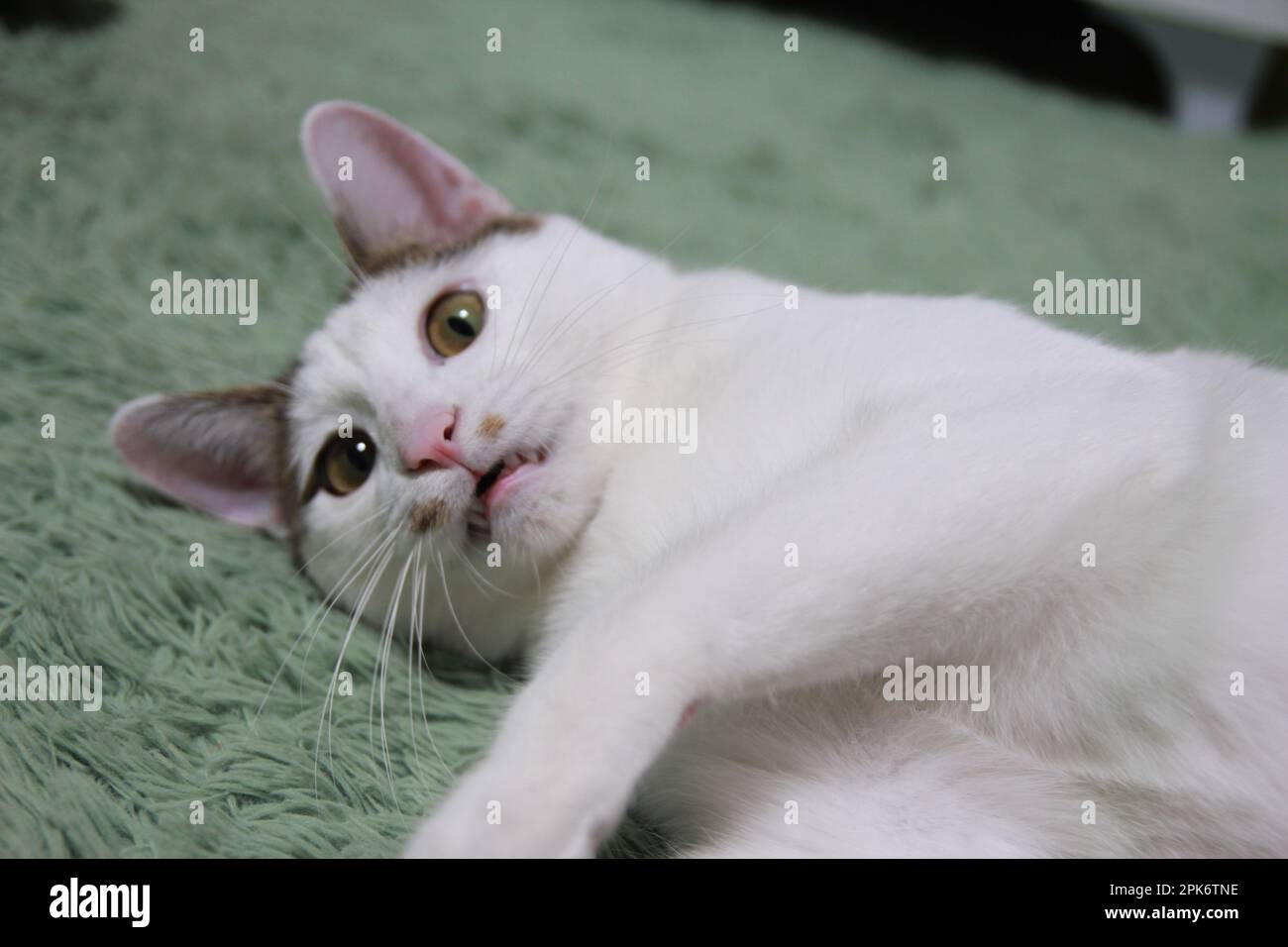 Cat's daily life at home Stock Photo - Alamy