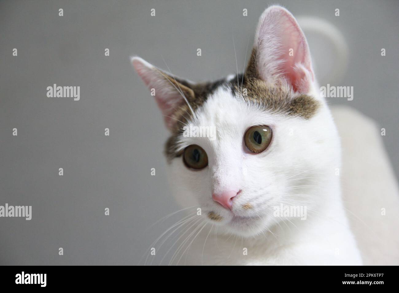 Cat's daily life at home Stock Photo - Alamy