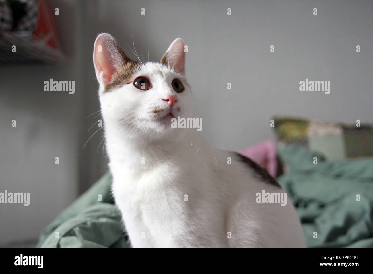Cat's daily life at home Stock Photo - Alamy
