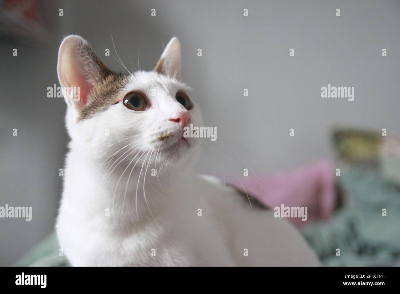 Cat's daily life at home Stock Photo - Alamy