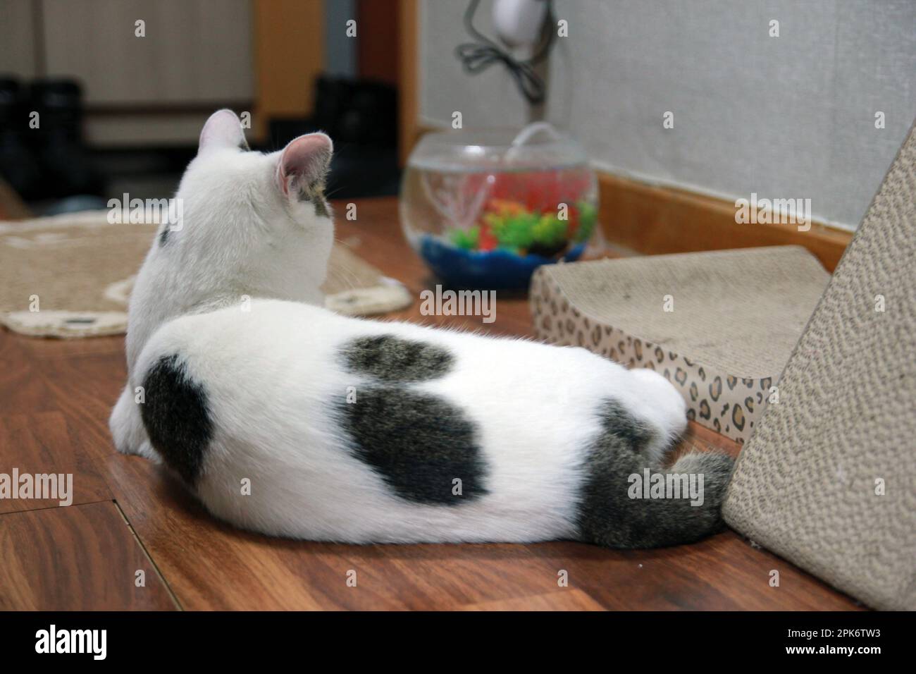 Cat's daily life at home Stock Photo - Alamy
