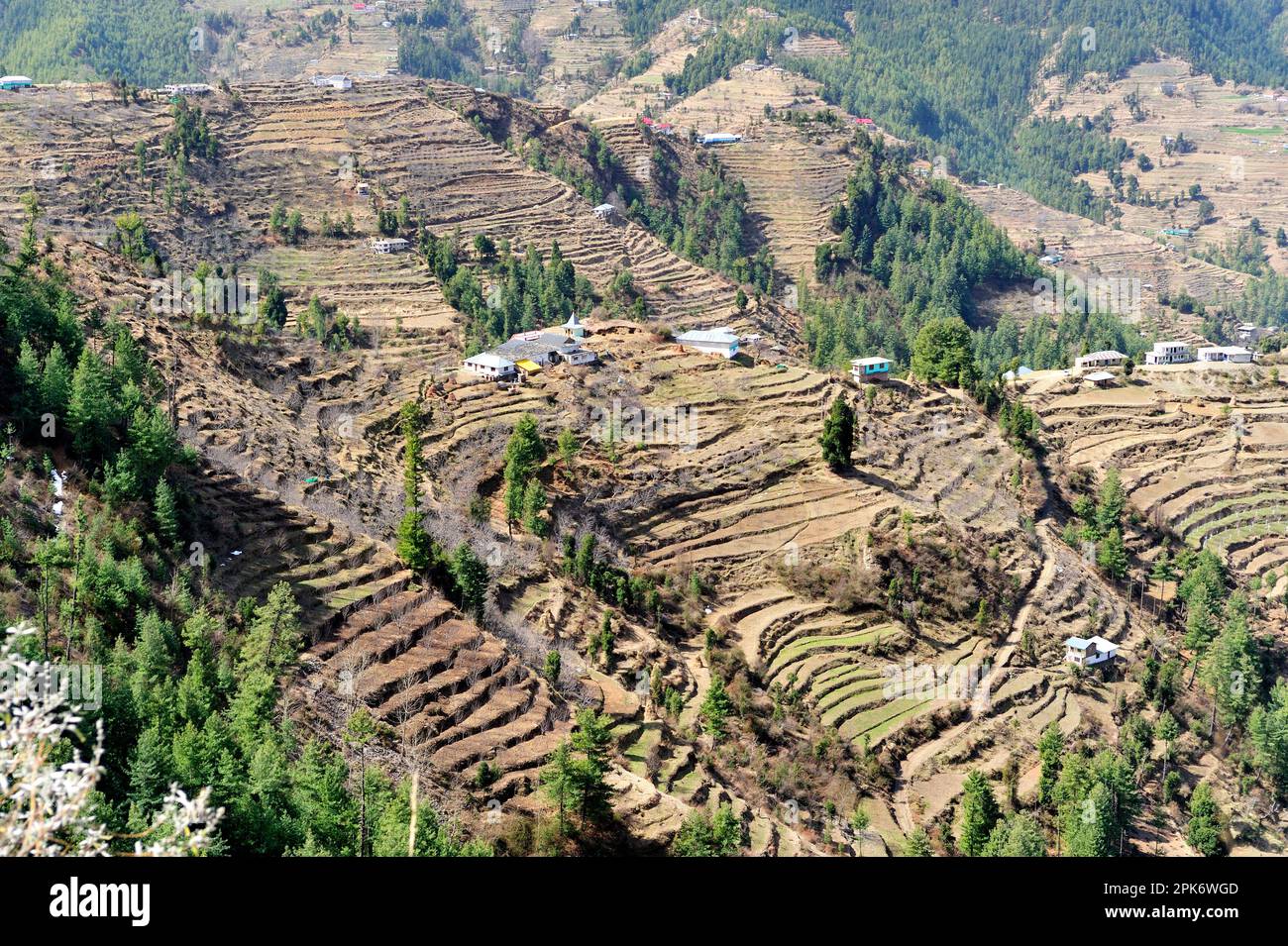 Terrace farming himachal pradesh india Stock Photo - Alamy