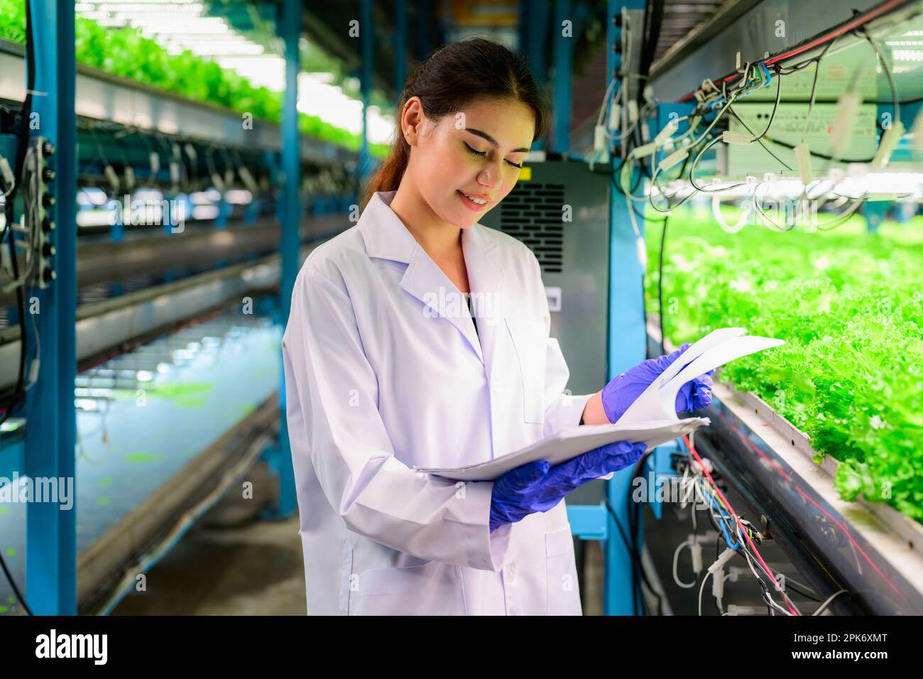 Researcher checking and working with vegetable at greenhouse ...