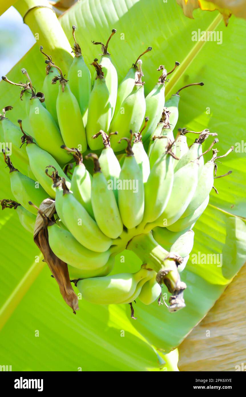banana ,banana seed or banana plant in the garden Stock Photo - Alamy