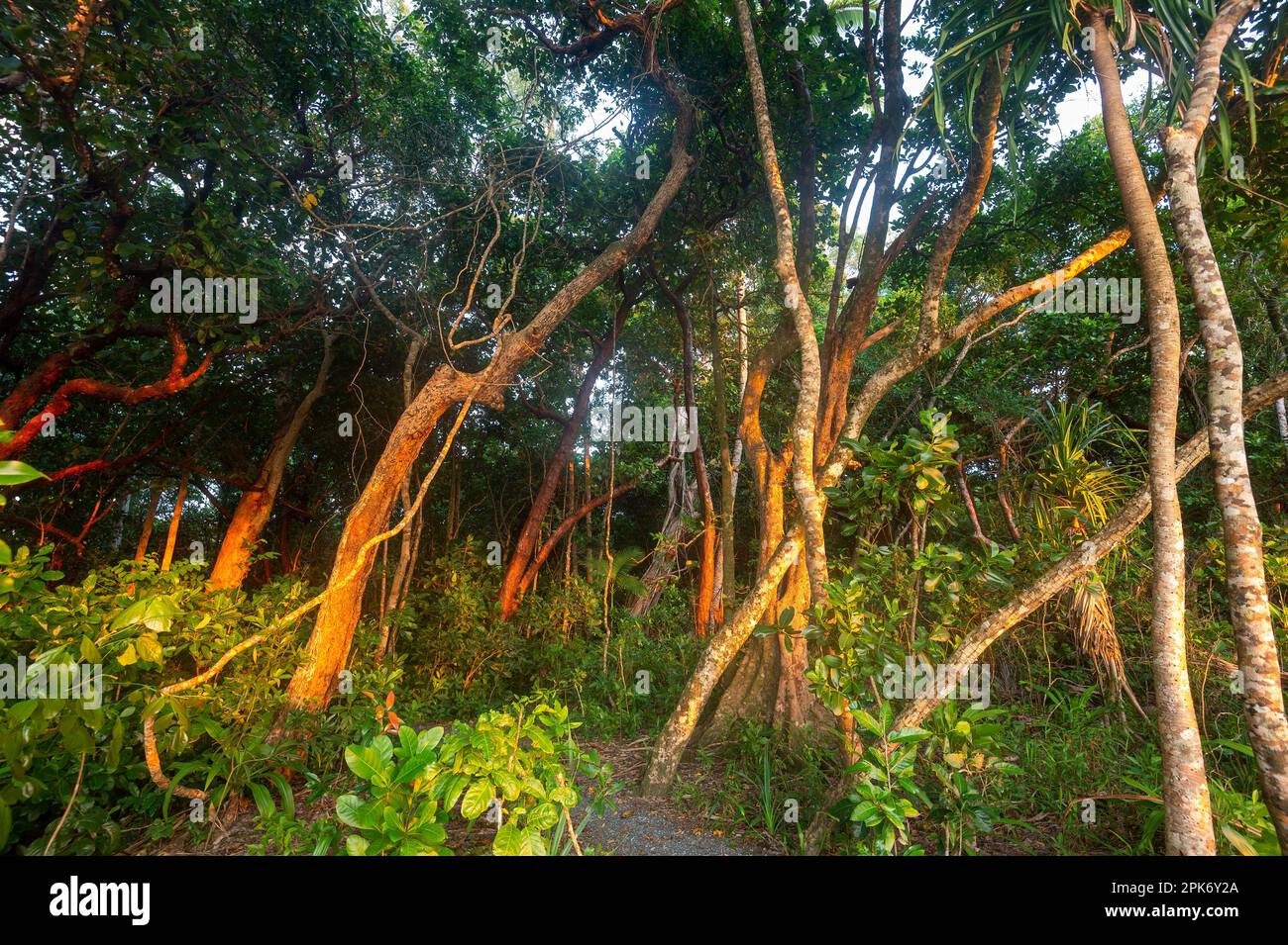 Trees in the coastal forest lit by the first rays of the sun, Cape ...