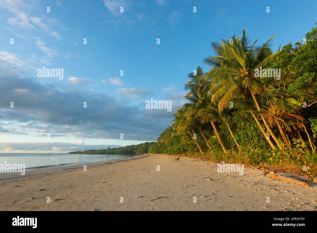 Person watching sunrise sat on a chair at Myall Beach, Cape Tribulation ...