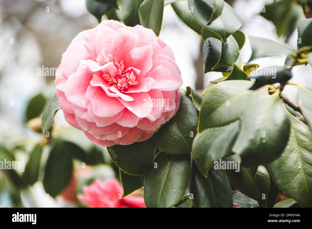 Pink flower of Camellia Japonica in the public garden of Vigo, Galicia ...