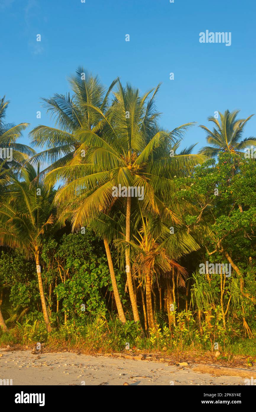 Vertical view of glowing palmtrees at Myall Beach, Cape Tribulation ...