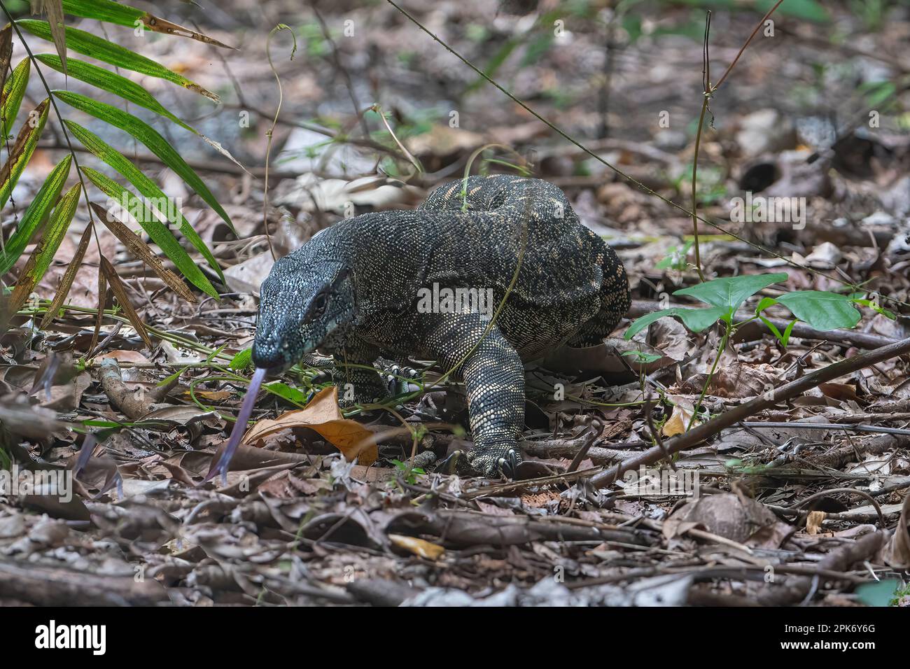 Lace Goanna or Lace Monitor (Varanus varius) walking on the rainforest ...
